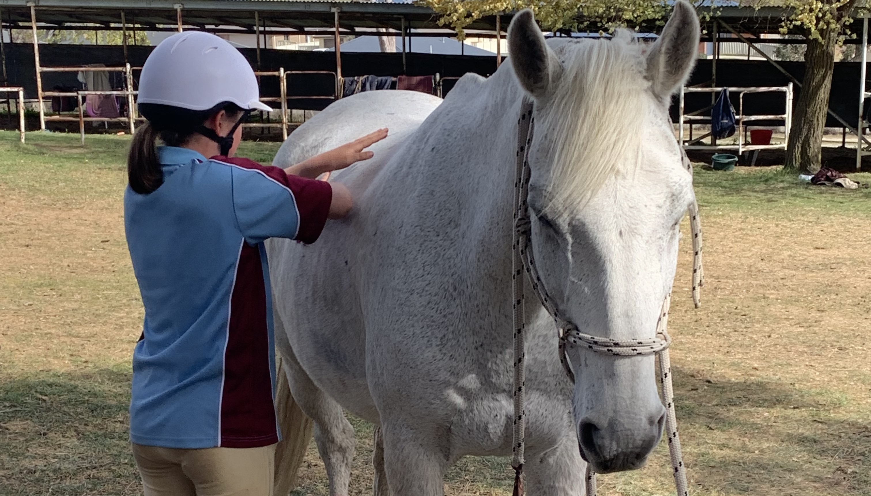 The Role of Massage in Shoulder Mobility | Equiphoria